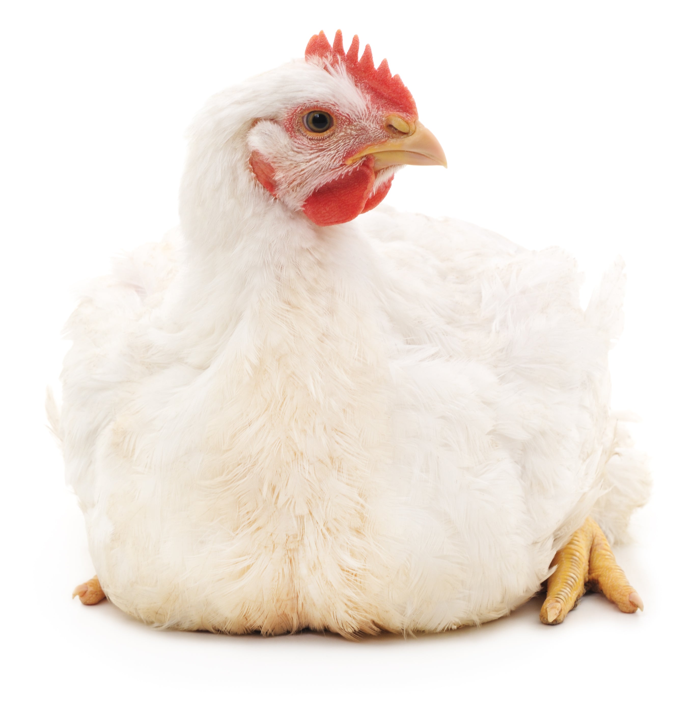 Veterinary and Poultry Supply Inc. Livestock Health Supply Distributor ...